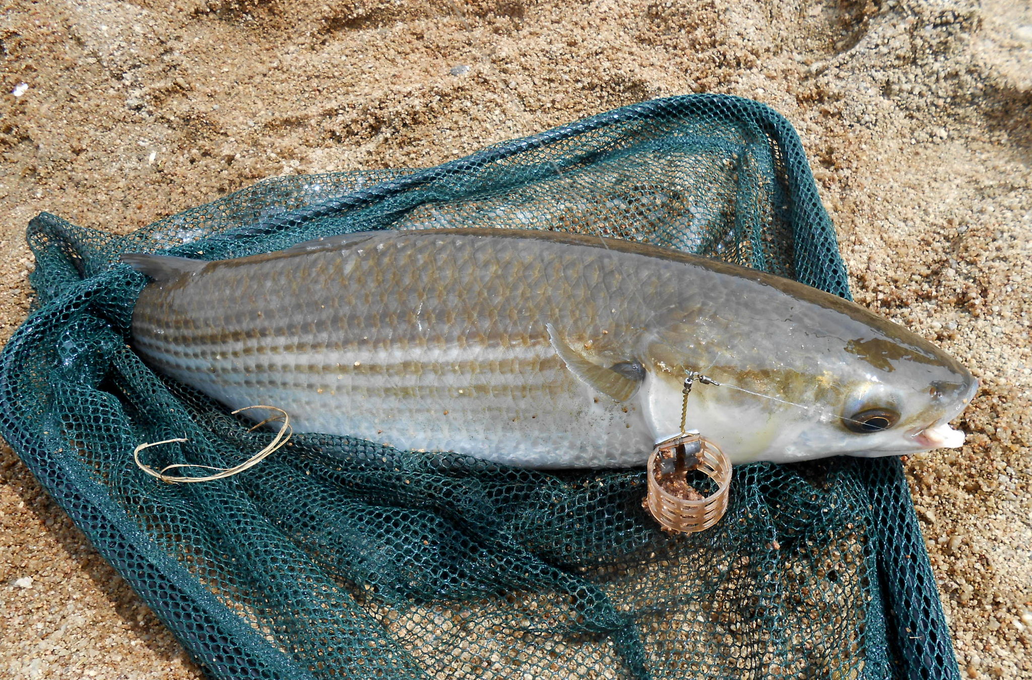 Mulet Poisson كسكسي تونسي محكك بالحوت(سمك