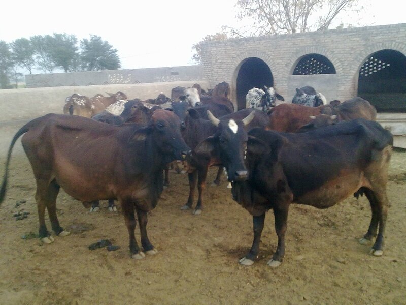 Frieswal - les races bovines du mondes